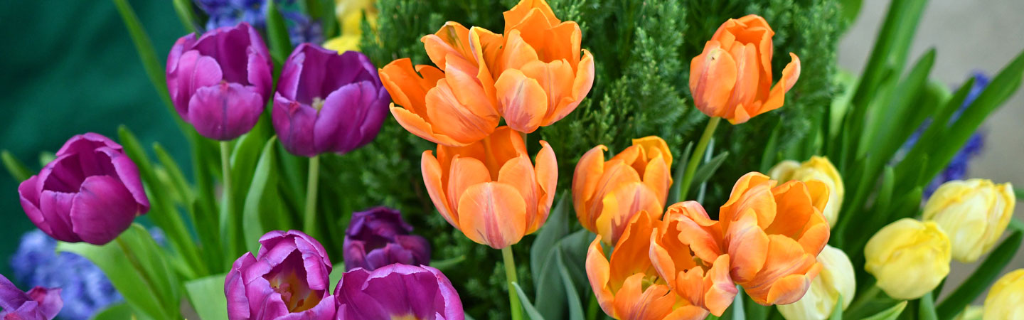 Features of the Indiana Flower + Patio Show
